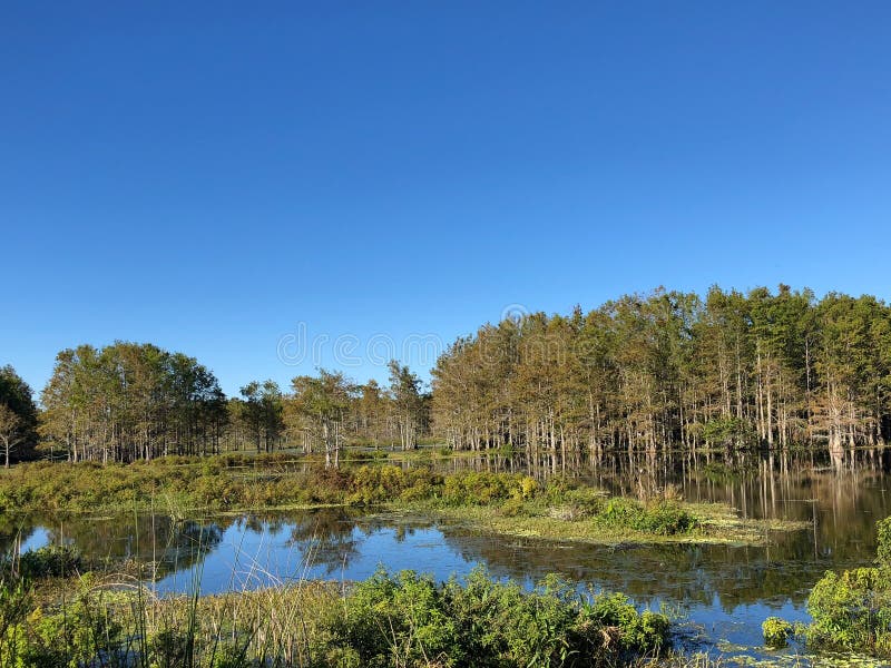 Swamp river scene stock image. Image of cypress, birds - 106242059