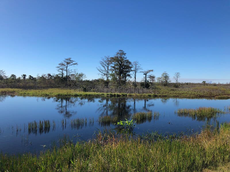 Swamp river scene stock photo. Image of flying, landscape - 106242024
