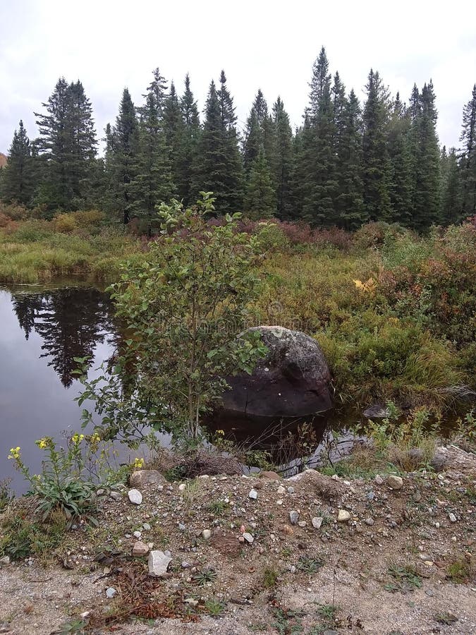 Swamp and river stock photo. Image of nature, swamp - 159287528