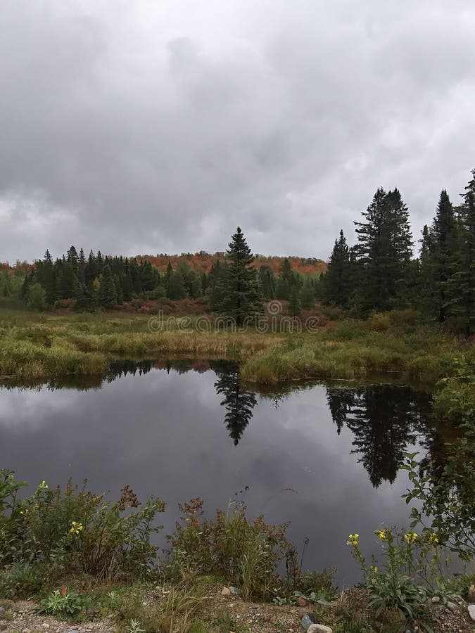 Swamp and river stock image. Image of water, trees, swamp - 159287529