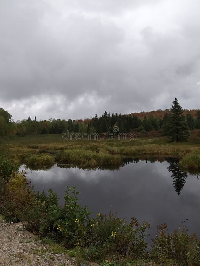 Swamp and river stock photo. Image of trees, nature - 159287558
