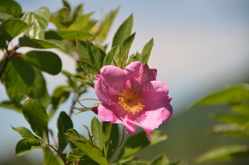 Rosa Montezuma Stock Photos - Free & Royalty-Free Stock Photos from ...