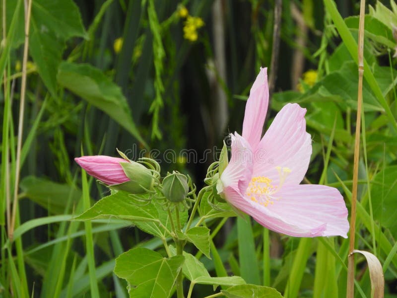 Swamp Rose Grows in Montezuma Swamp in FingerLakes Stock Image - Image ...