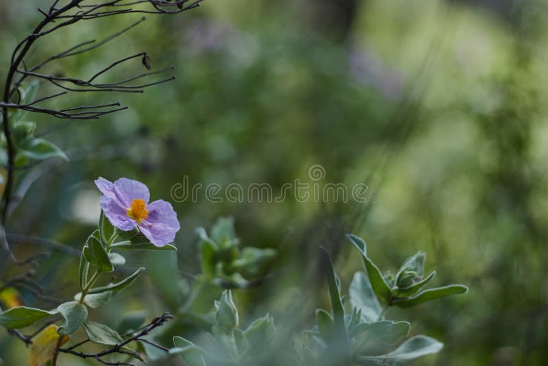 Swamp Rose Violet with Green Blur Background Stock Image - Image of ...