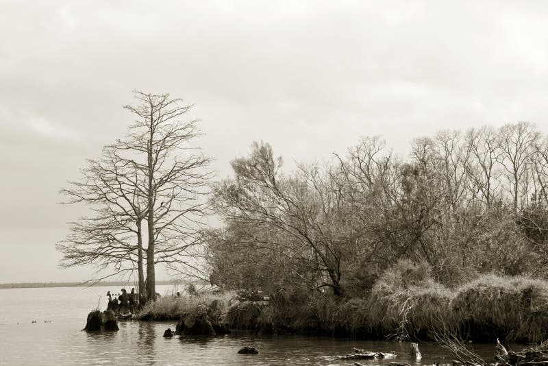 Swamp s Edge stock image. Image of tree, bayou, louisiana - 2802525