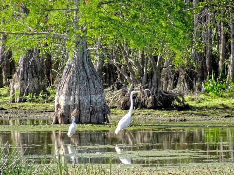 Swamp Scene with Cypress Tree Stock Image - Image of portrait ...