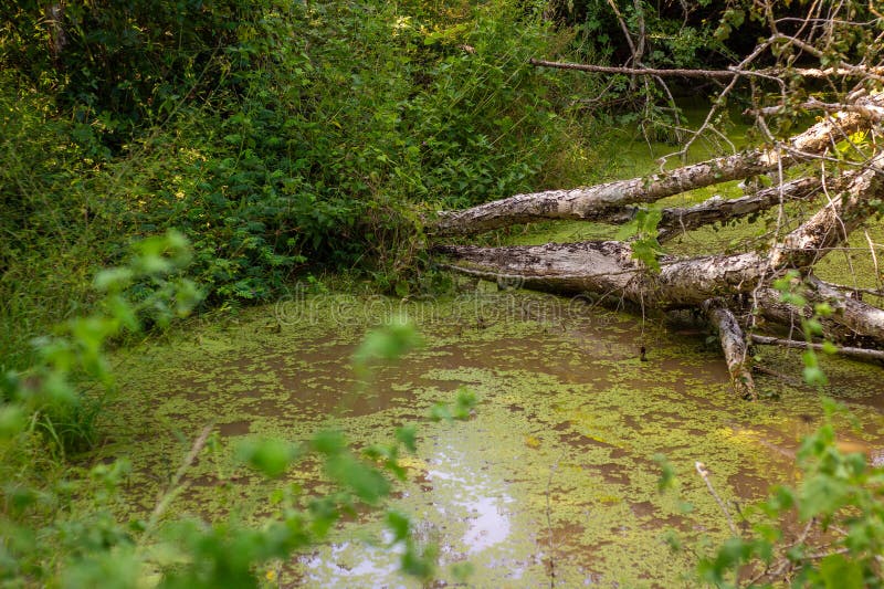 Swamp Scene with Fallen Tree and Green Algae - Generated Using Ai Stock ...