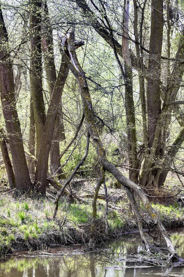 Swamp Scene in South West Poland Stock Photo - Image of roots ...