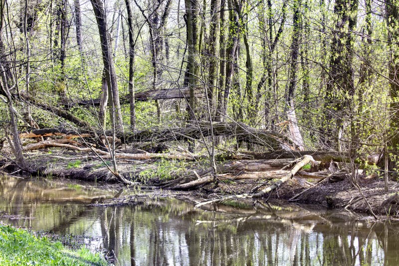 Swamp Scene in South West Poland Stock Image - Image of magical ...