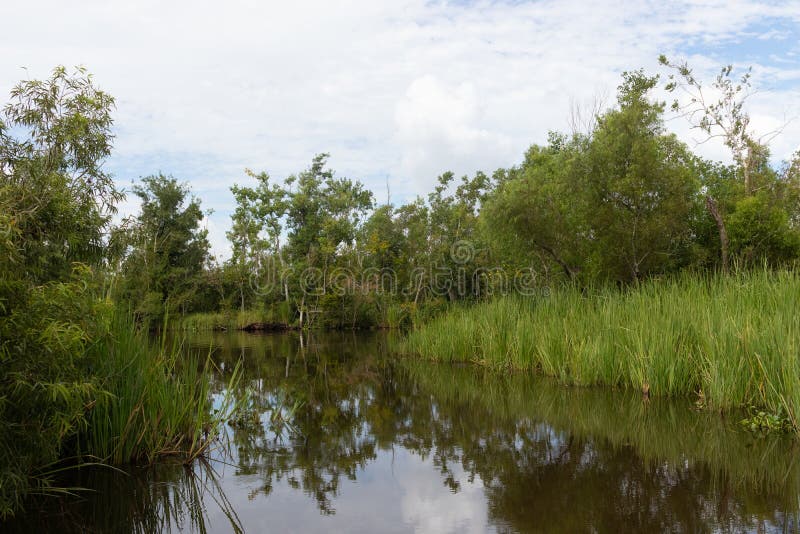 Swamp Scene with Trees Growing Over Stock Photo - Image of area ...