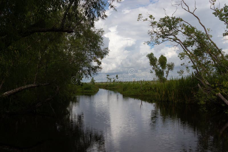 Swamp Scene with Trees Growing Over Stock Photo - Image of daughter ...