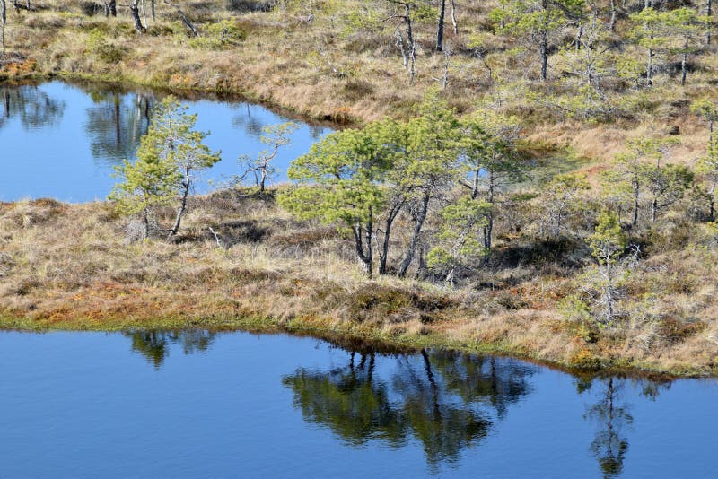 Swamp scenery. stock photo. Image of moss, travel, nature - 81789974