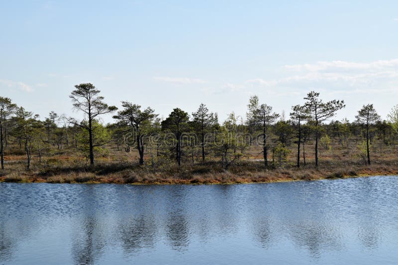 Swamp scenery. stock photo. Image of beauty, river, pine - 81793398