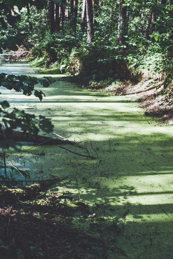 Green Swamp with Shadows on the Water Stock Image - Image of summer ...