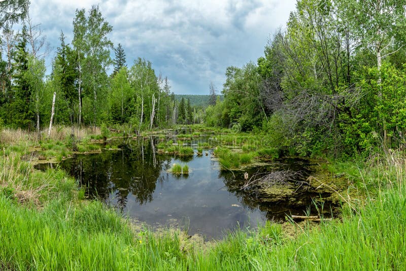 Swamp in the Siberian Taiga Stock Image - Image of nature, forest: 20258161