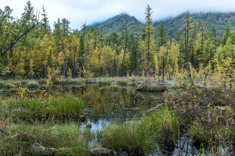 Swamp In The Siberian Taiga Stock Image - Image of nature, forest: 20258161