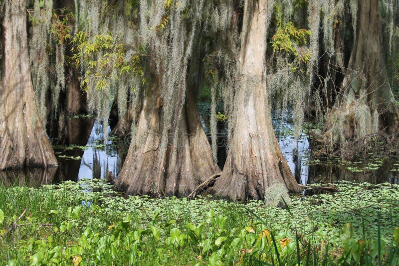 Swamp stock image. Image of flora, biology, wetlands - 36775067