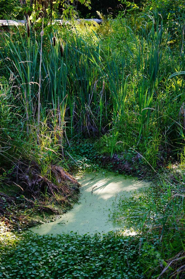 Swamp stock photo. Image of dominate, small, place, pond - 43396454