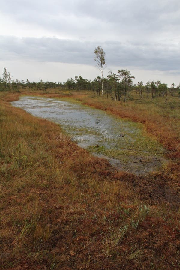 Swamp stock image. Image of small, nature, swamp, lake - 133309143