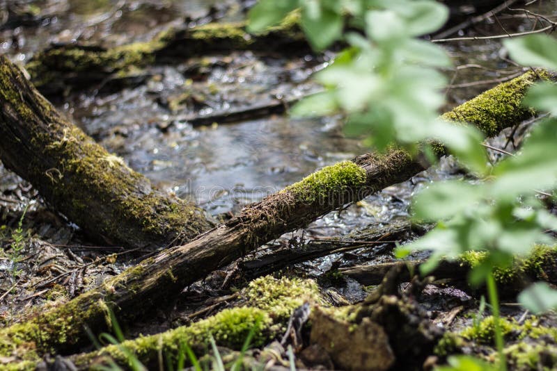 Swamp. Snag stock image. Image of grass, nature, silence - 71368097