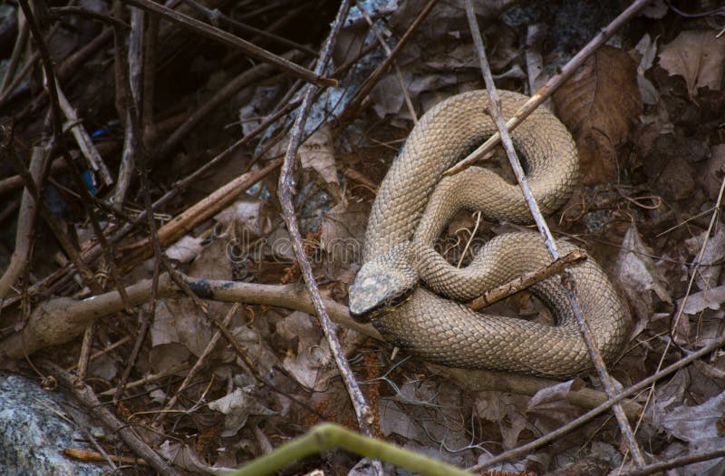 Swamp Snake stock photo. Image of leathery, snake, swamp - 40731362