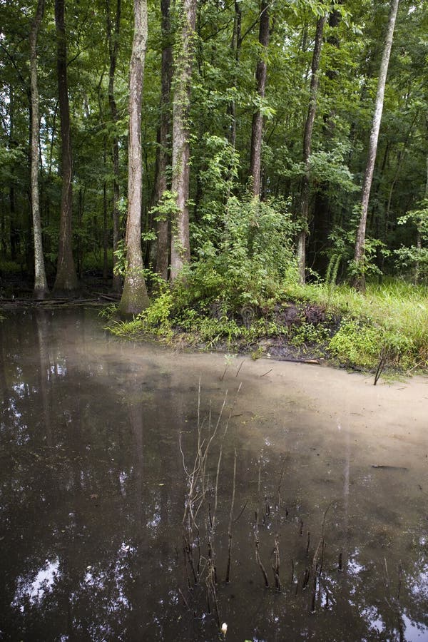 Swamp with soil runoff stock photo. Image of green, back - 908410