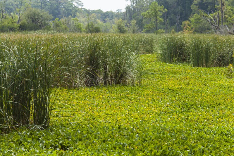Swamp in South Carolina stock image. Image of scenic - 58122111