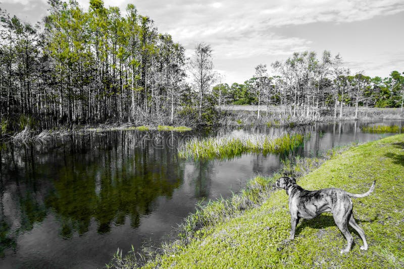 Selective color marsh stock image. Image of bayou, dead - 107598281
