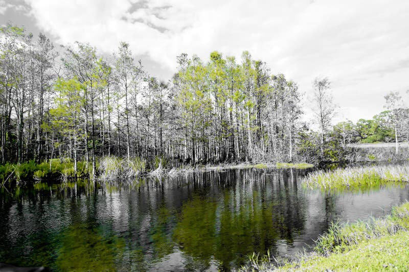 Selective color marsh stock photo. Image of american - 107598316
