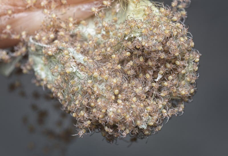 Swamp of Spiderlings and Eggs Spiders on the Sac Nest. Stock Image ...
