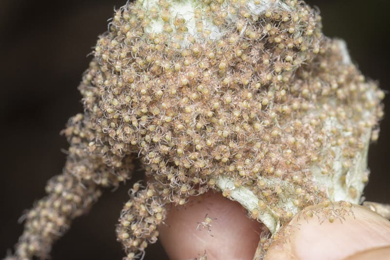 Swamp of Spiderlings and Eggs Spiders on the Sac Nest. Stock Photo ...