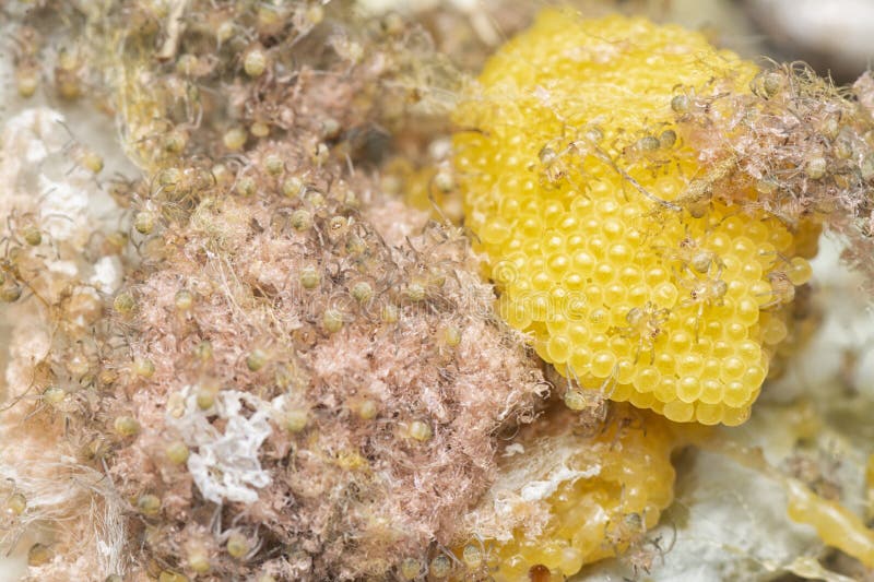 Swamp of Spiderlings and Eggs Spiders on the Sac Nest. Stock Photo ...