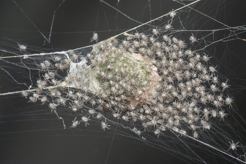 Swamp of Spiderlings and Eggs Spiders on the Sac Nest. Stock Image ...