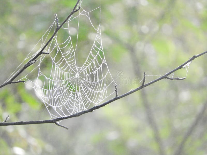 White Swamp Spiderweb in Morning Fog Stock Image - Image of foggy ...