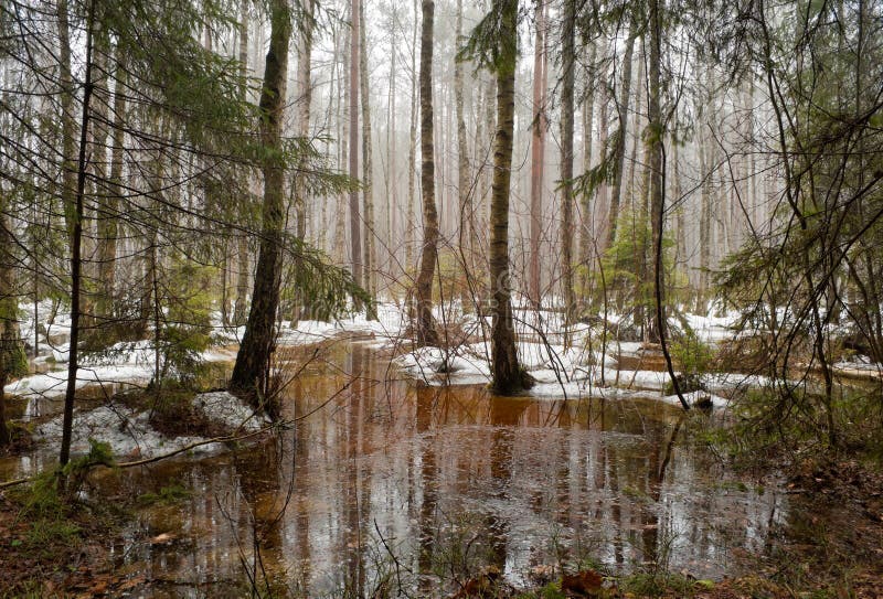 Swamp in spring stock photo. Image of early, calm, misty - 20483932