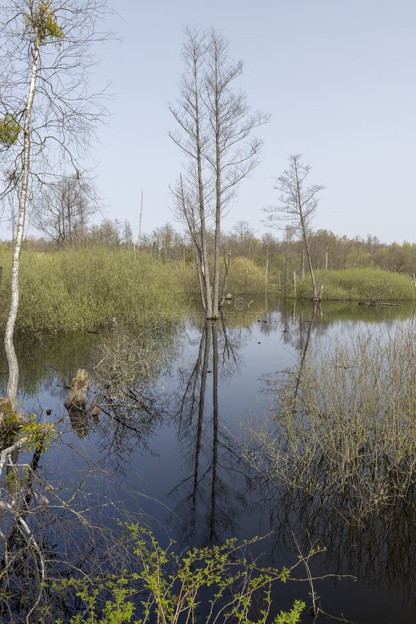 A Swamp in Spring Against a Blue Sky Stock Image - Image of spring ...