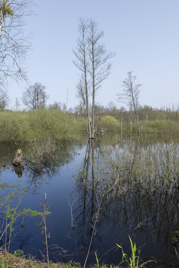 A Swamp in Spring Against a Blue Sky Stock Photo - Image of environment ...