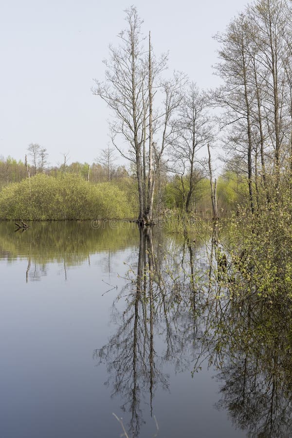 A Swamp in Spring Against a Blue Sky Stock Photo - Image of wild, shore ...