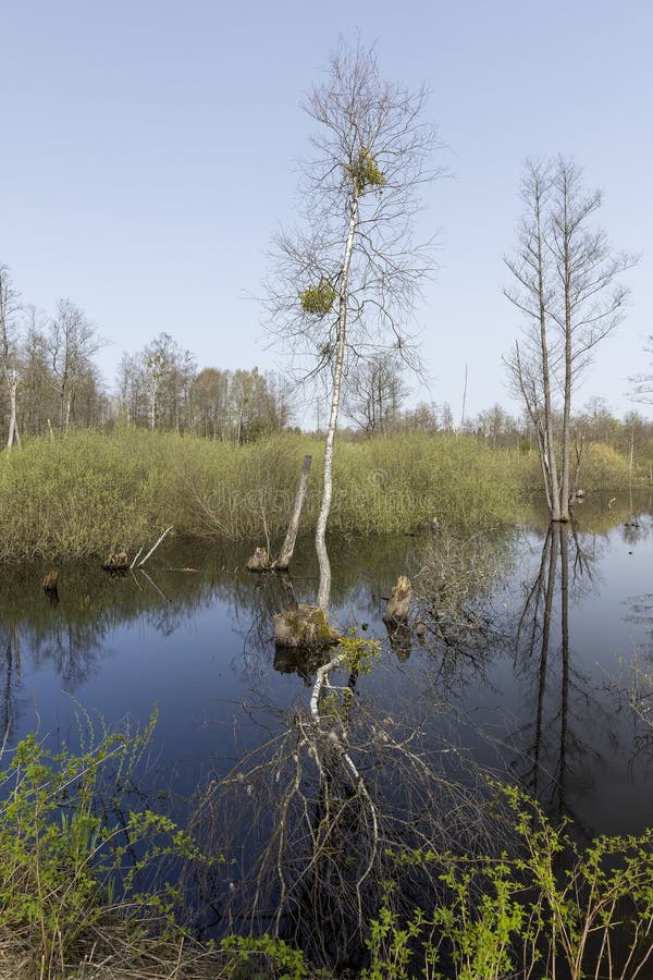 A Swamp in Spring Against a Blue Sky Stock Image - Image of nature ...