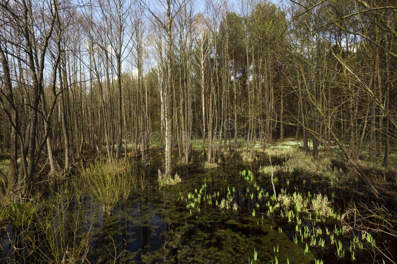 Swamp spring , close up stock image. Image of solitude - 74708629