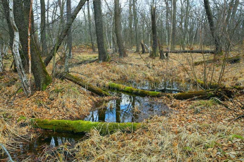 Swamp in spring forest stock image. Image of forest - 180905967