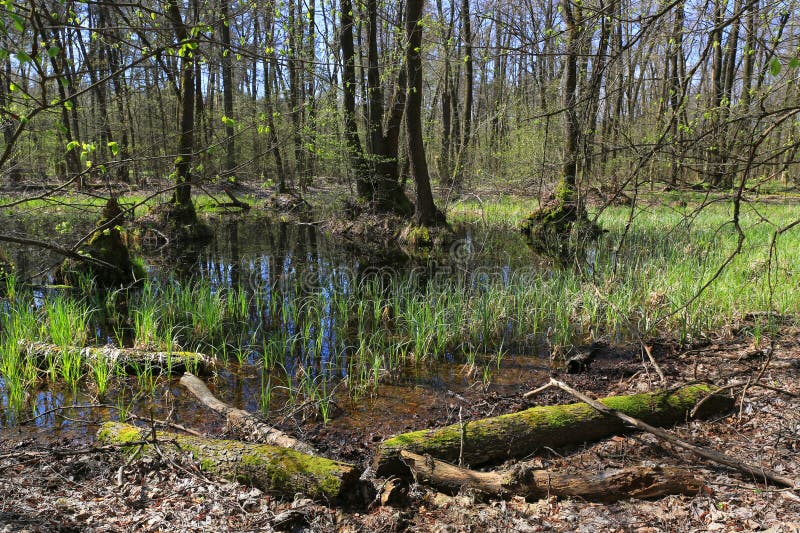 Swamp in spring forest stock image. Image of flora, broken - 314051381