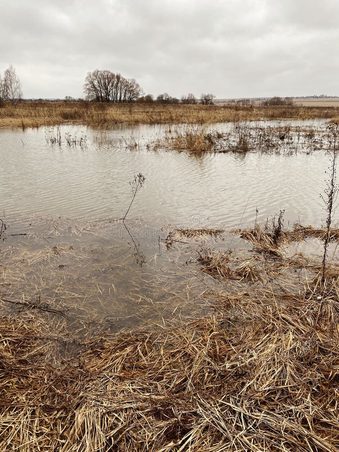 Swamp. Spring High Water. Spilling River in Spring. Flood in the Spring ...