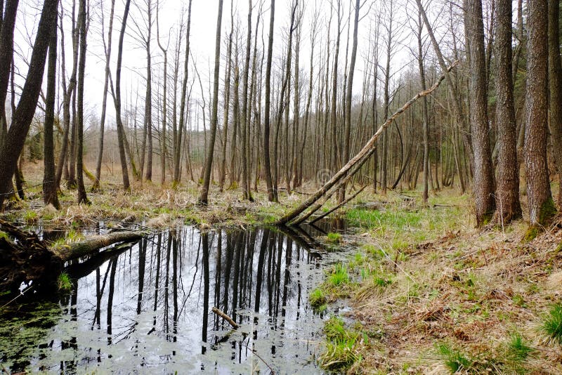 Swamp in spring stock image. Image of people, forest - 91447307