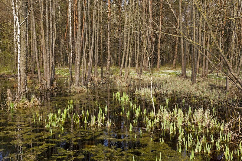 Swamp . spring season stock image. Image of mire, nature - 61215563