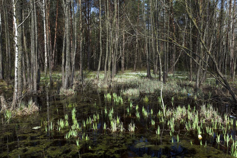 Swamp spring season stock photo. Image of beauty, backwater - 70585562