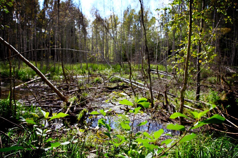 Swamp stock photo. Image of pond, outdoor, beautiful - 64606634