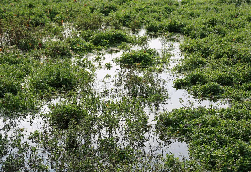 Swamp with the Spring Water that Flows from the Ground Stock Photo ...