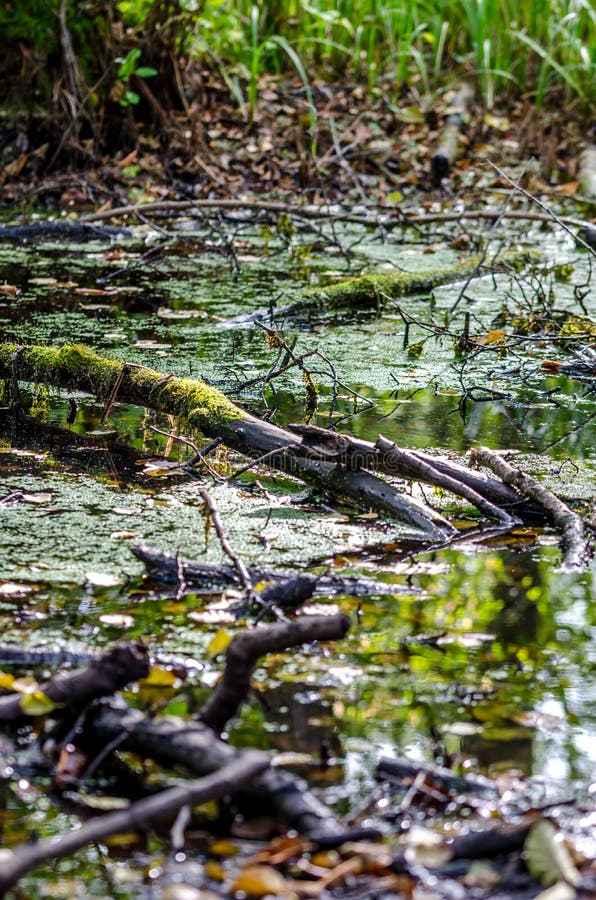 Swamp stock image. Image of bald, green, alone, critical - 45019251