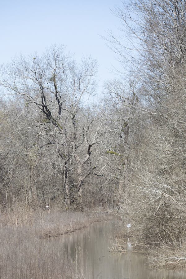 Swamp Stream Running through Trees and Bushes Stock Image - Image of ...